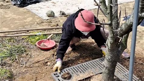 유실수 퇴비 유박 거름주기~~ Youtube