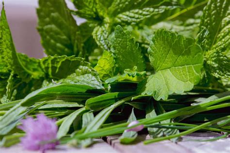 Mint Symbolism Spiritual Meaning Protection Wisdom