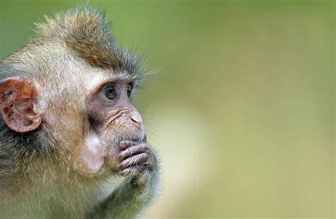 Scientists Have Created Monkeys Who Have Autism · Thejournalie