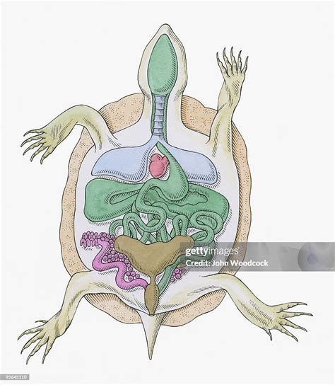 Cross Section Illustration Of Internal Anatomy Of Female Tortoise High