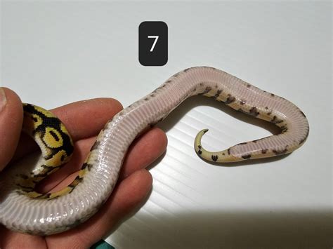 Ball Python Babies Id Help Ball Pythons Morphmarket Reptile Community