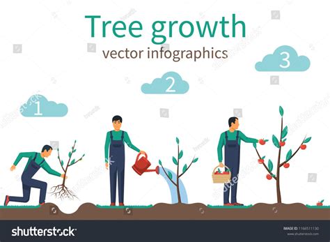 Process Of Growth Of Tree From Planting To Fruit Ripening Timeline