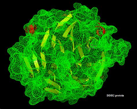 Systematic Interactome Analysis And Functional Annotation Of Dna Repair Proteins And Their Role