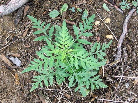 Download A Ragweed Plant Surrounded By The Fall Colors Of Yellow And