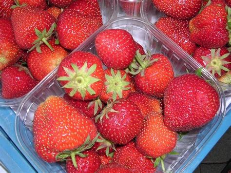 Strawberry World Crops Database Temperate Fruits