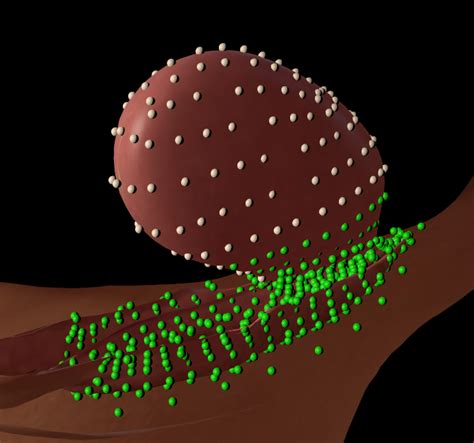 Plugins Scripts Experimental Soft Physics For Inner Vagina Virt A Mate Hub