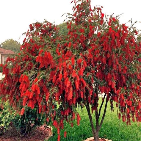 What Is A Callistemon Tree