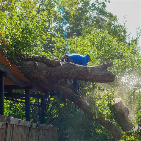 Emergency Tree Work Archives Tree Care Trimming Removal Service Dallas Texas Tree Surgeons
