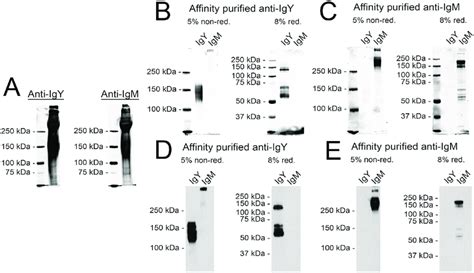 Characterisation And Purification Of The Antisera Against Igm And Igy