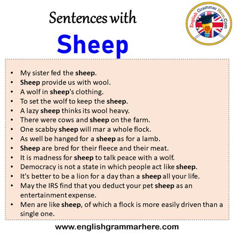 Sentences With Sheep Sheep In A Sentence In English Sentences For