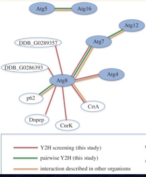 Ntr [atg8 Complex] · Issue 24935 · Geneontology Go Ontology · Github