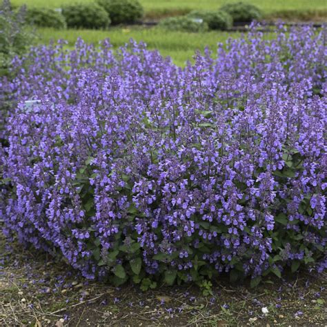 Catmint Picture Purrfect
