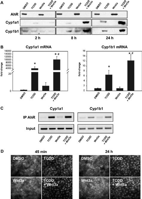 Tcdd Induced Expression Of Cyp Isoforms Is Augmented By Activation Of