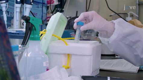 Dissection Of Palate Tissue From Adult Murine Model A Surgical Procedure To Harvest Hard Palate