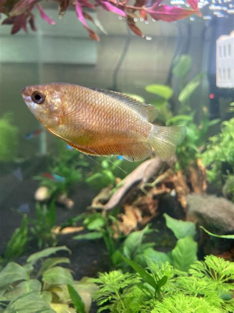 Species And Sex Id R Gourami