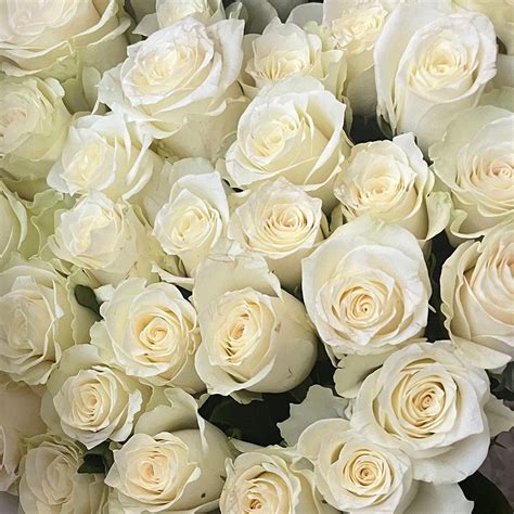 White Rose Bouquet Hazeltons T Baskets Delivery