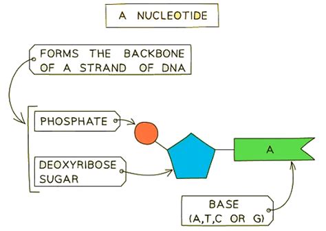 Dna Structure Biology For Gcseigcse Year 11 Pdf Download