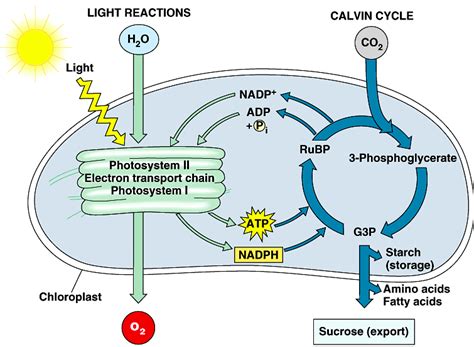 Bio Light Independent Reactions Calvin Cycle Diagram Quizlet