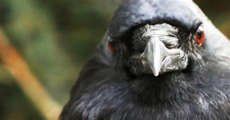 Youve Heard Of A Murder Of Crows How About A Crow Funeral