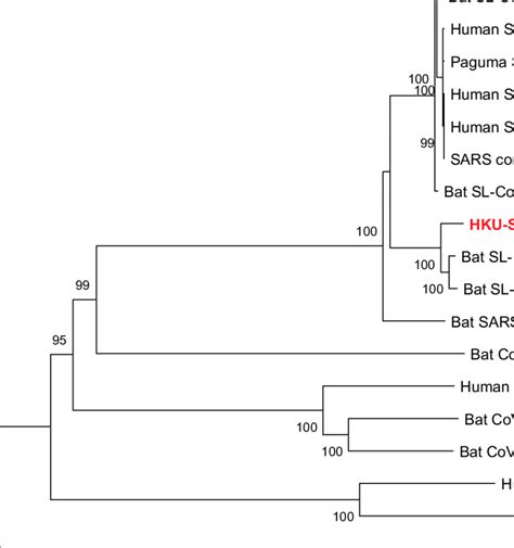 Phylogenetic Tree Construction By The Neighbour Joining Method Was Download Scientific Diagram