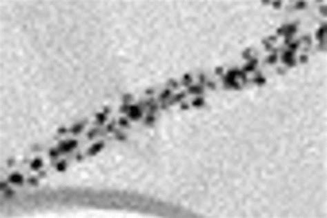 The Engineer In Memory Light Sensor Provides Artificial Visual Perception