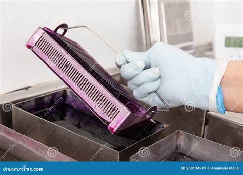 Scientist Staining Microscope Slides For Cytology Studies In The