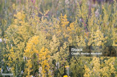 여름 황혼에 다양한 잔디의 전체 꽃 초원 자연스러운 배경 0명에 대한 스톡 사진 및 기타 이미지 0명 가벼운 개념 Istock