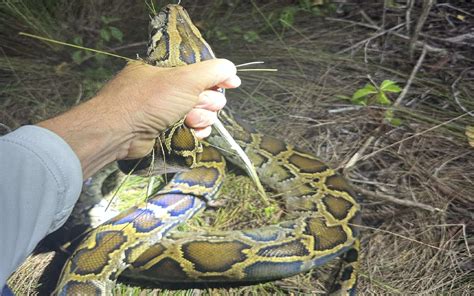 Services – Everglade Python Hunting