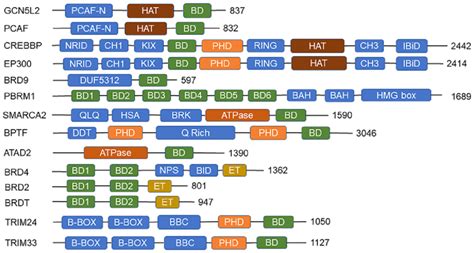 Domain Of Brd The Name Of The Selected Protein And The Number Of Amino Download Scientific