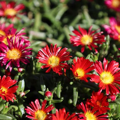 Delosperma Fire Wonder1 Gallon Pot Plantologyusa Indoor Plants