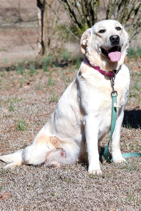 Laikyns Pedigree Northern Lakes Labs Bowersville Georgia Ga
