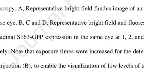 Detection Of S163r Gfp Basal Rpe Deposits By Noninvasive In Vivo Fundus Download Scientific