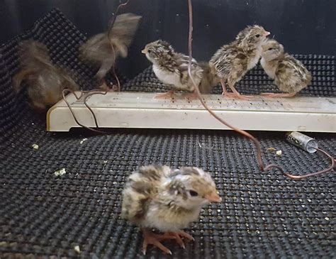 New Valley Quail Hatch Rquails