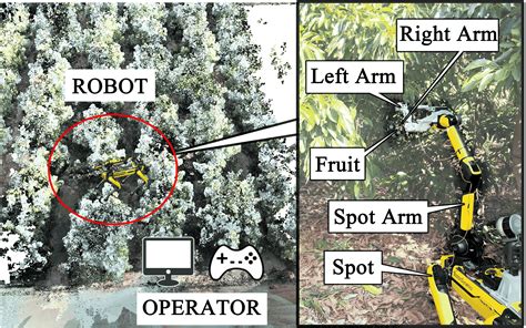 hierarchical tri manual planning for vision assisted fruit harvesting