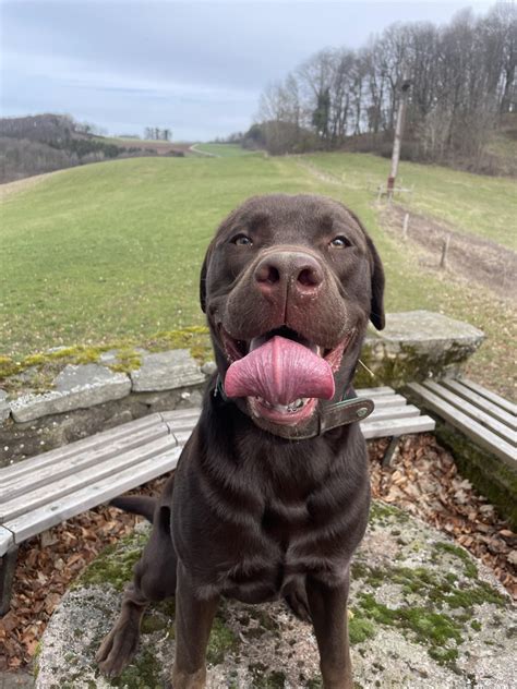 Happy Dobby After Some Fetching Rlabrador