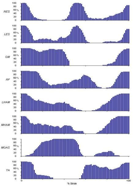 The Electromyography Activity Of Muscles During Gait Cycle The Download Scientific Diagram