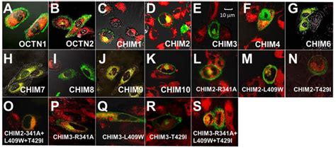 Subcellular Distribution Of Normal And Chimeric Octn Transporters Download Scientific Diagram
