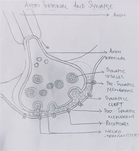 Synapse Diagram Neuron Structure And Function Sketch Notes