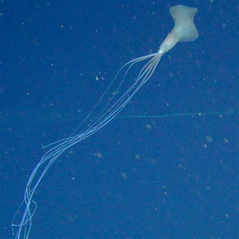 A Bigfin Squid Viewed From A Submarine They Are A Group Of Rarely Seen