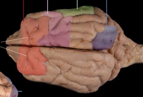 Diagram Of Cortexes Of The Brain Quizlet