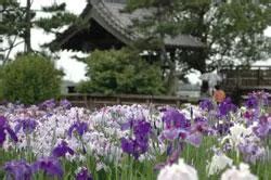 菖蒲城趾あやめ園