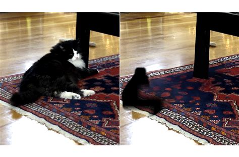 Topaz Photo Ai Remove Confused Bugs And Issues Topaz Community