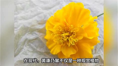 黄康乃馨的花语是什么？ Youtube