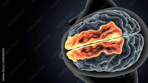 3d Illustration Of Human Brain Brain Cingulate Gyrus Anatomy Stock Illustration Adobe Stock