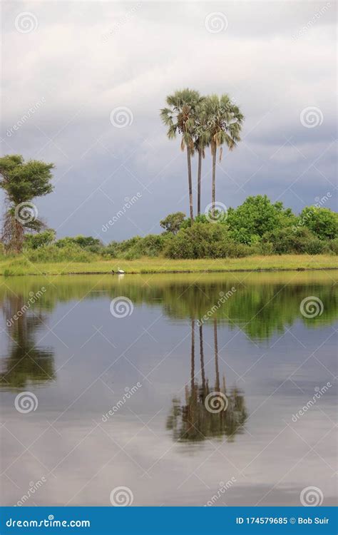 Okavango Delta Landscape Dugout Canoe Trip Botswana Africa Stock