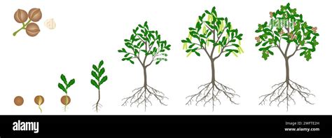 Cycle Of Growth Of Macadamia Tree On A White Background Stock Vector