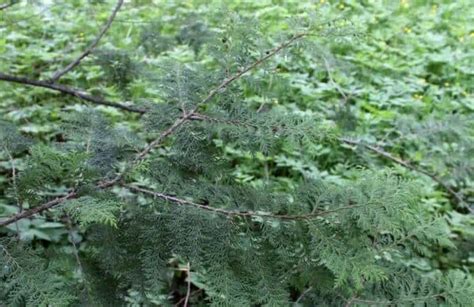 14 Different Types Of Cypress Trees And Their Identifying Features