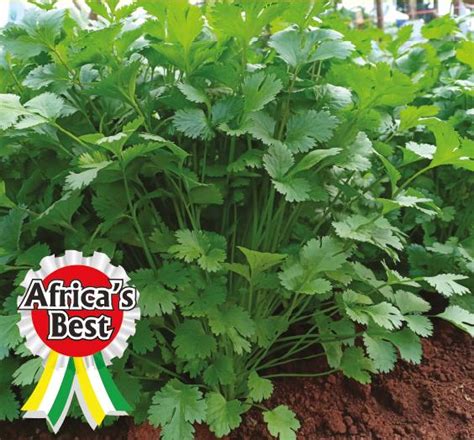 Corriander Agriscope