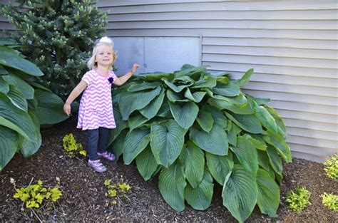 Hosta Empress Wu Myla W Cjw15 7  Proven Winners