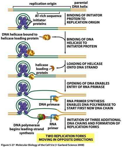 DNA Replication Day Week Flashcards Quizlet